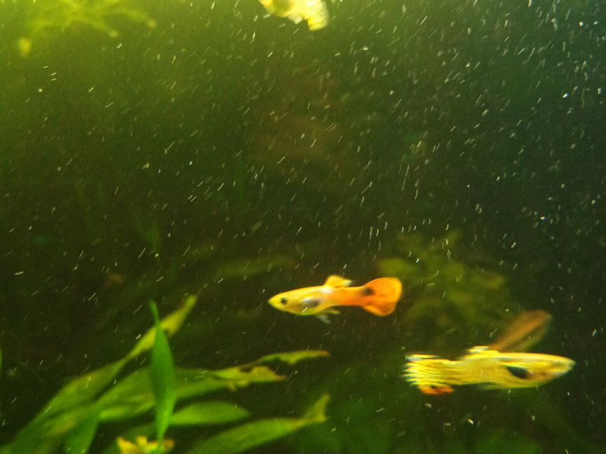 Аквариумные рыбки