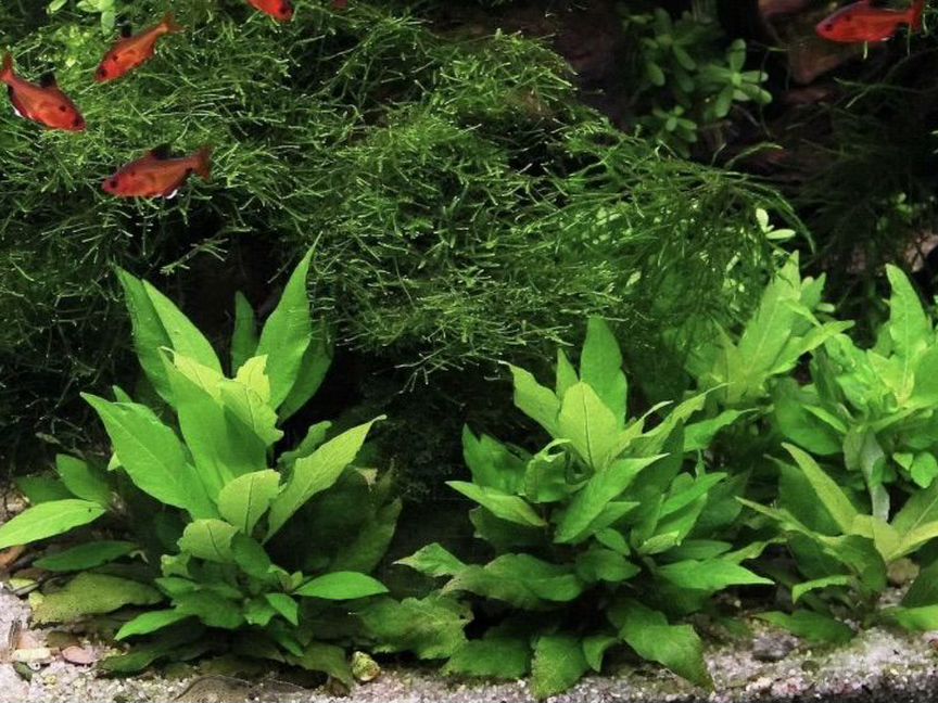 Аквариумные растения