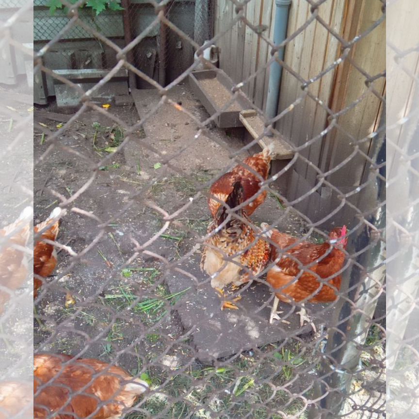 Куры несушки доминант продам