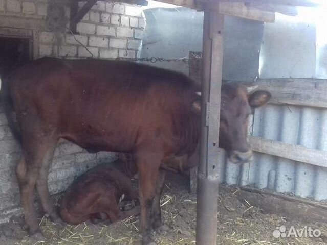 Тёлка 1,5 года