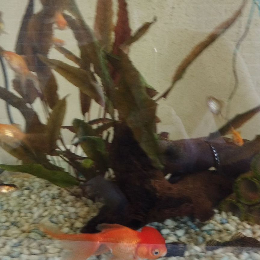 Аквариумные рыбки,оранда