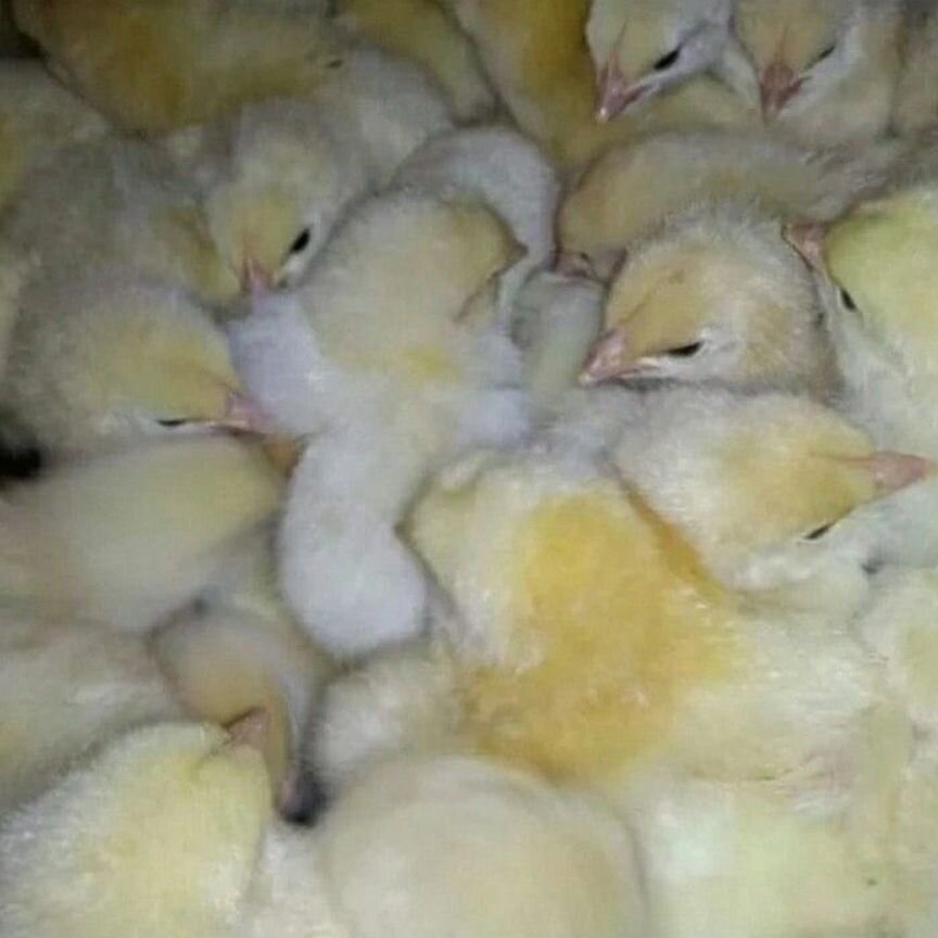 Петушки ломан браун
