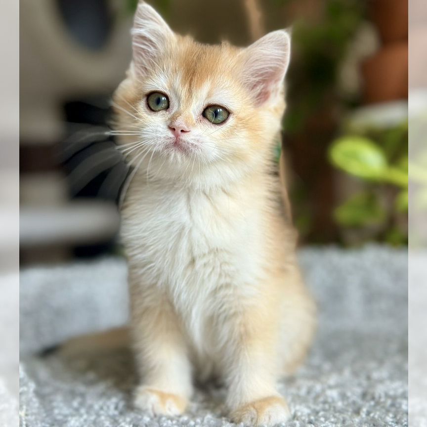 Шотландский прямоухий короткошёрстный котёнок