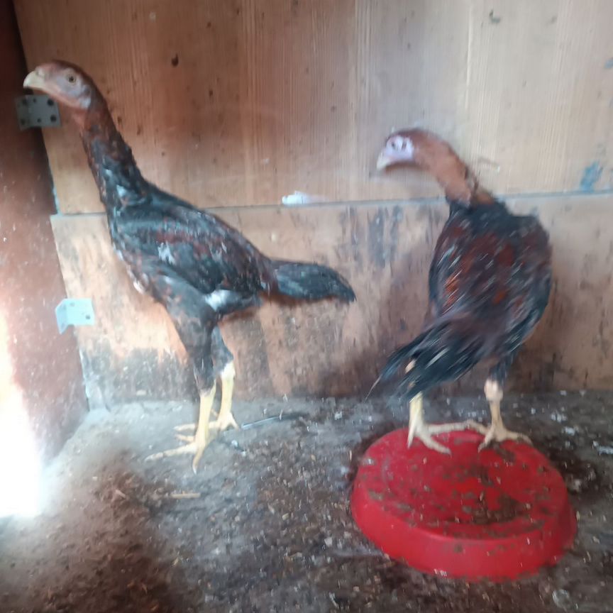 Бойцовая птица