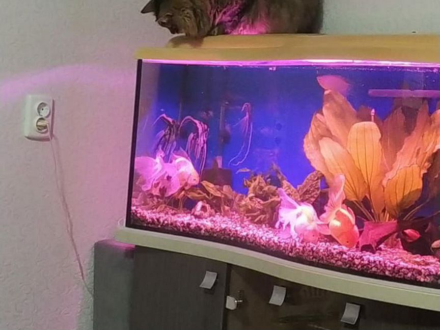 Аквариум с тумбой 240 л