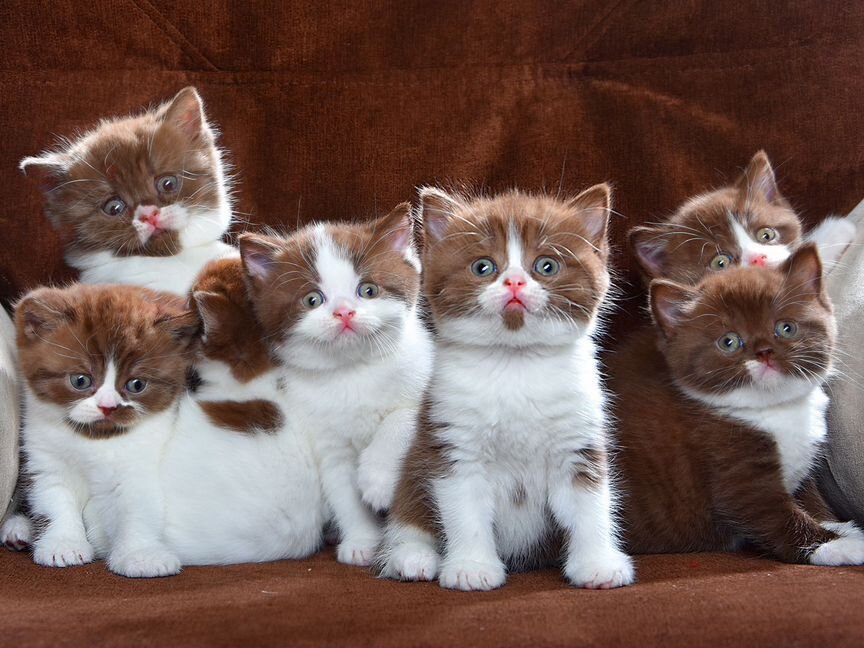 Изысканные британские котята