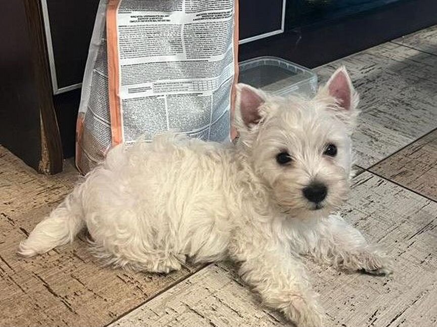 Щенки Вестики