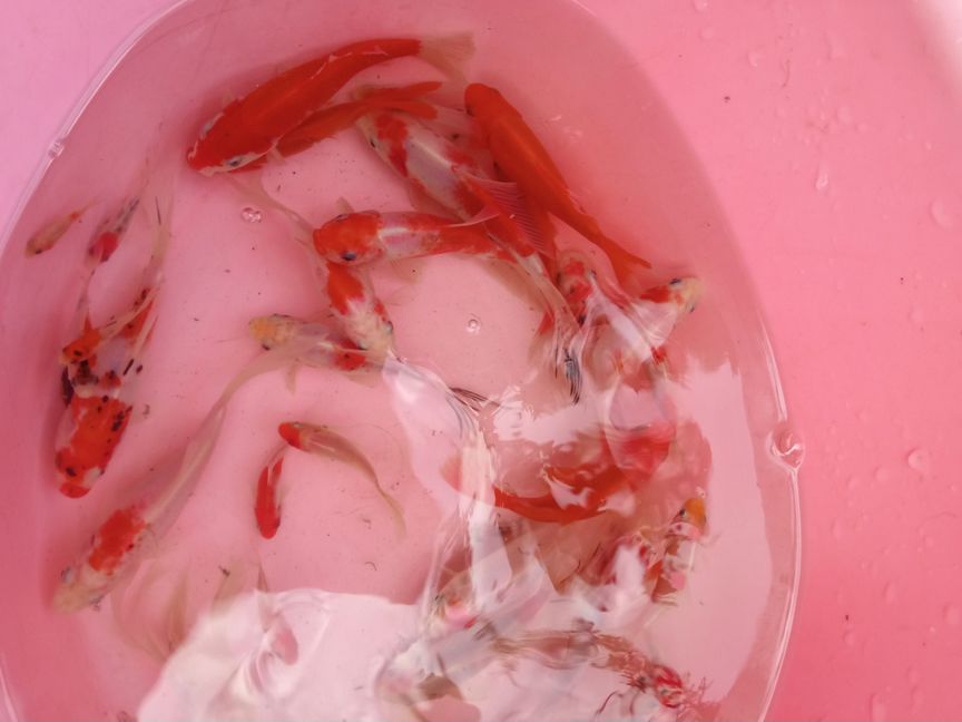 Прудовые рыбки комета