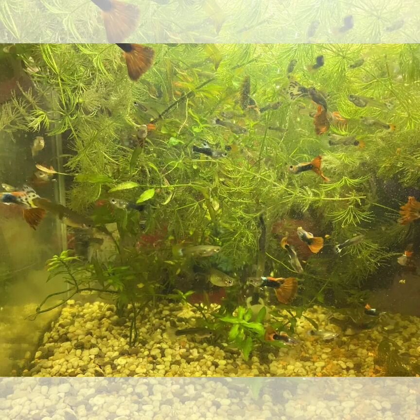 Рыбки гуппи