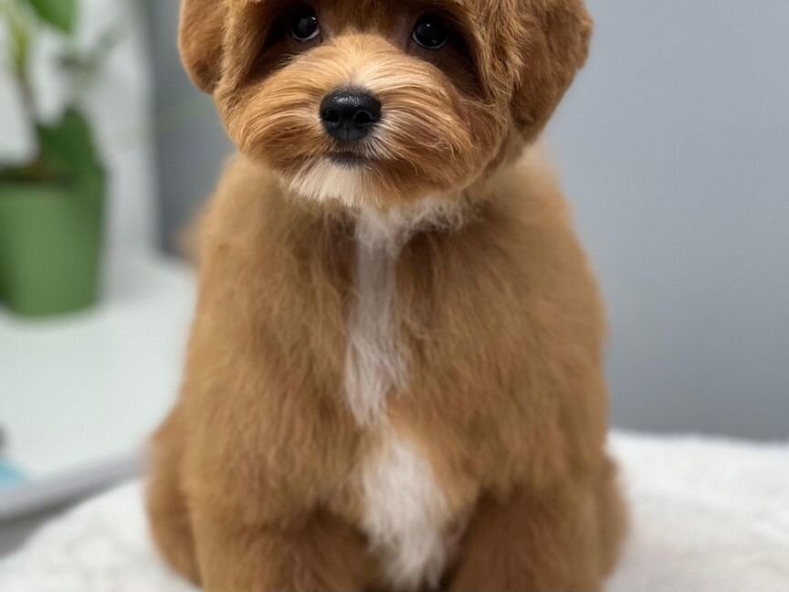 Мальтипу мальчик, крови Китай