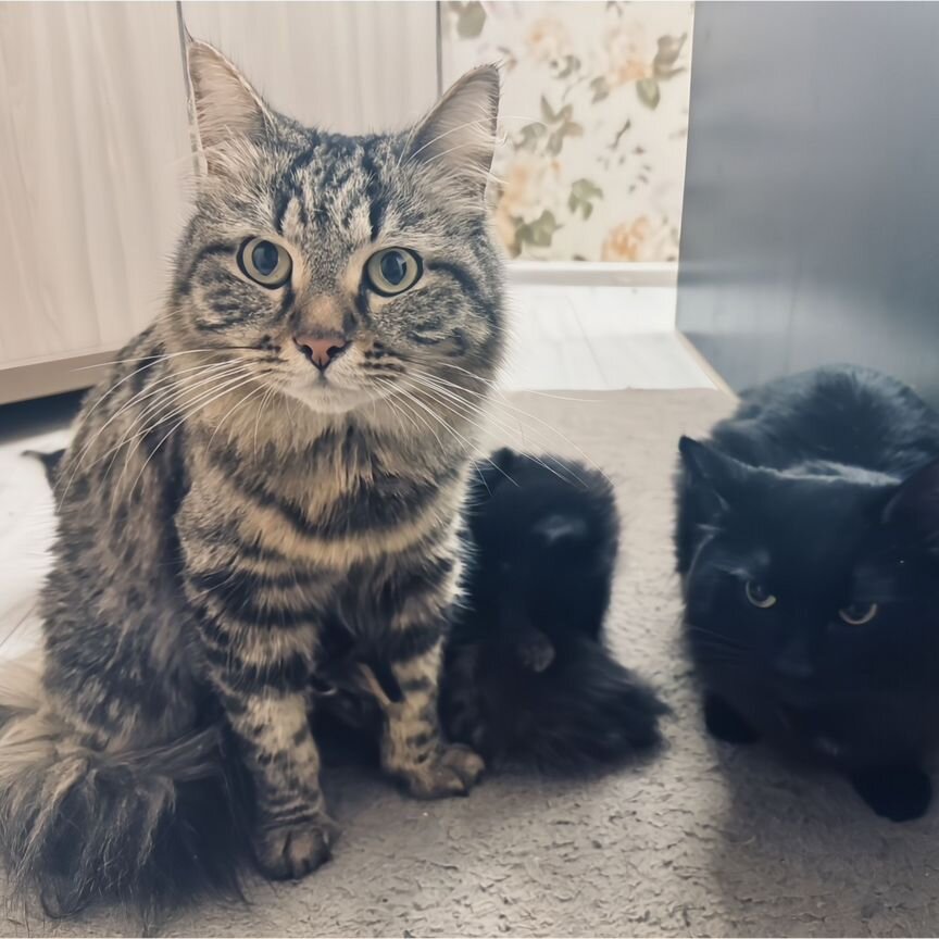 Сибирский котёнок