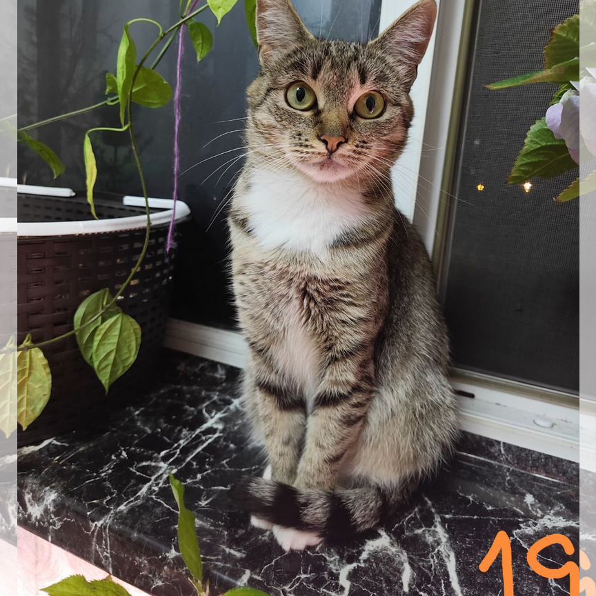 Взрослая кошка в добрые руки