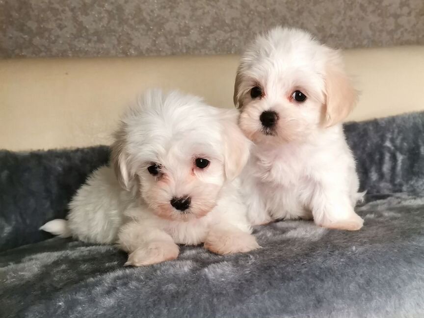 Мальчики Мальтезе с РКФ готовы к переезду