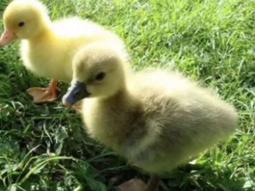 Гусята линда