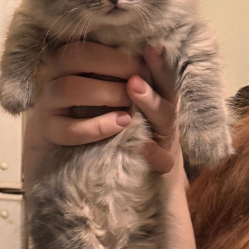 Шотландский вислоухий длинношёрстный котёнок