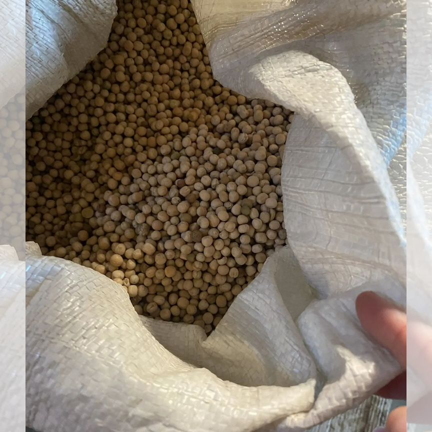 Продам горох, ячмень, пшеница на остатках