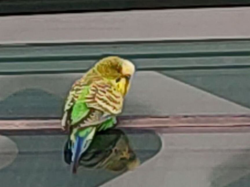 Волнистый попугай