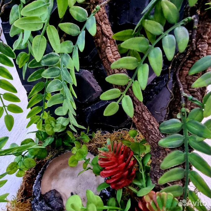 Готовый террариум для лягушек