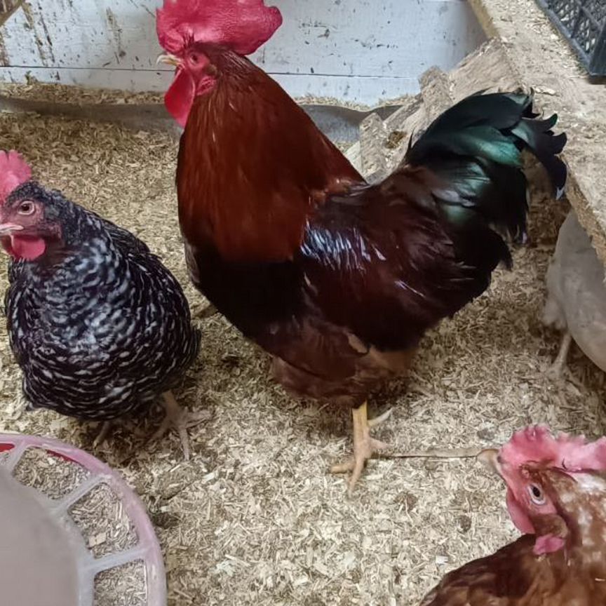 Куры несушки