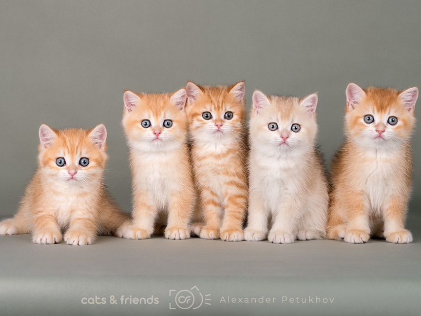 Котята Британская золотая шиншилла