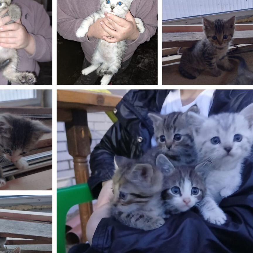 Котята в добрые руки