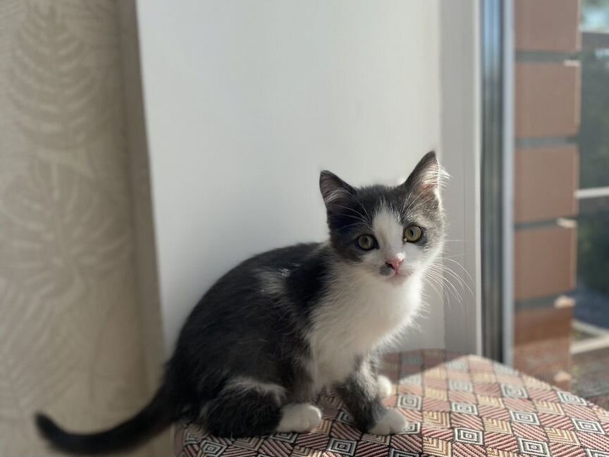 Котенок Пуфик