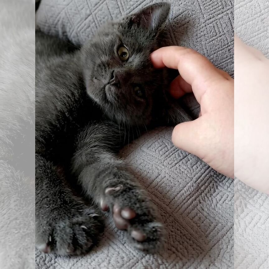 Русский голубой котёнок
