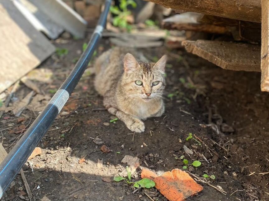 Бездомная кошка