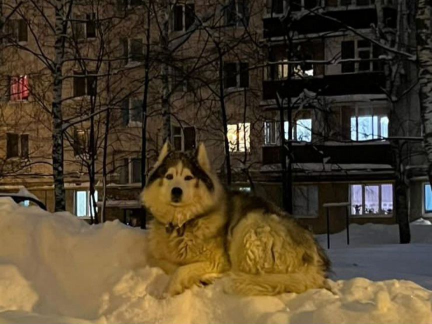 Собака хаски/маламут в Авиастроительном