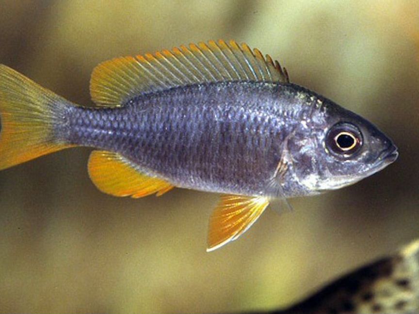 Капалихромис Каданго