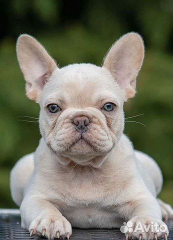 Красавчик Лакки Стар