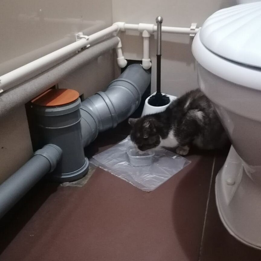 Взрослая кошка в добрые руки