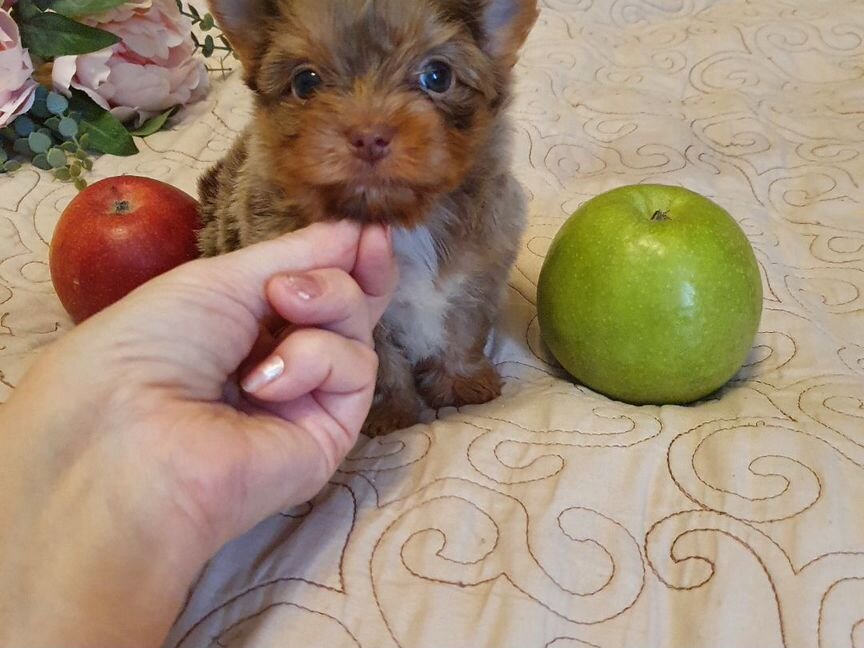 Йоркширский терьер шоколадный мерль