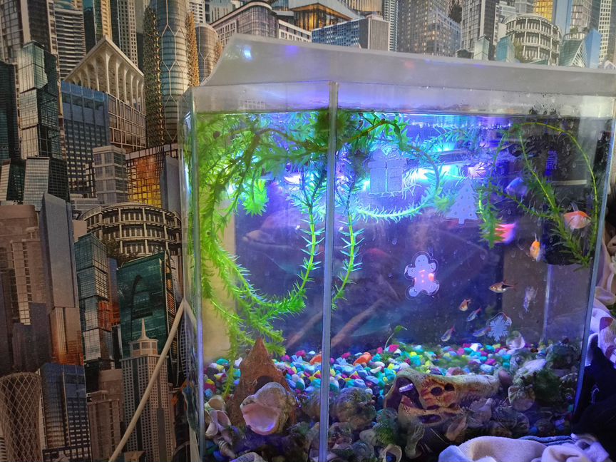 Готовый аквариум с рыбками