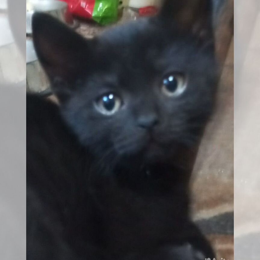 Черный котик от сиамской кошечки