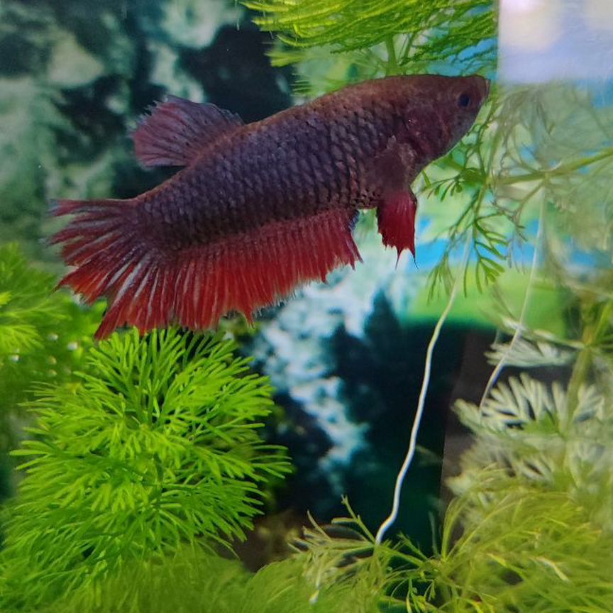 Рыбка петушок