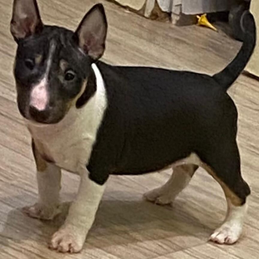 Мини-бультерьер, щенок