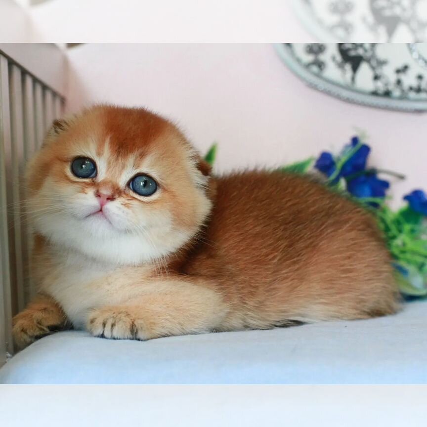 Шотландский вислоухий короткошёрстный котёнок