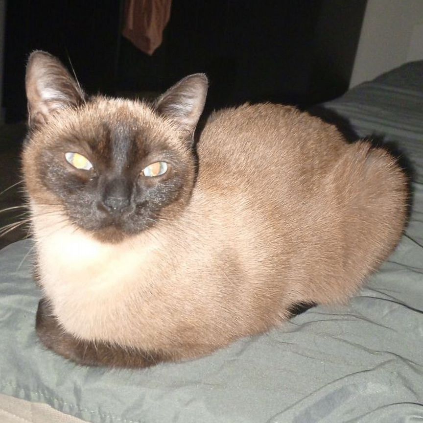 Тайская кошка