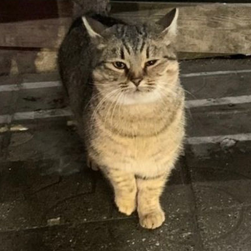 Кошка 1 год