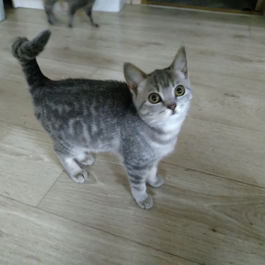 Котята мышеловы