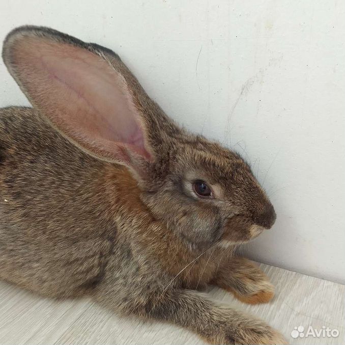 Кролик Бельгийский великан