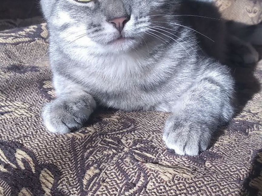 Кошка