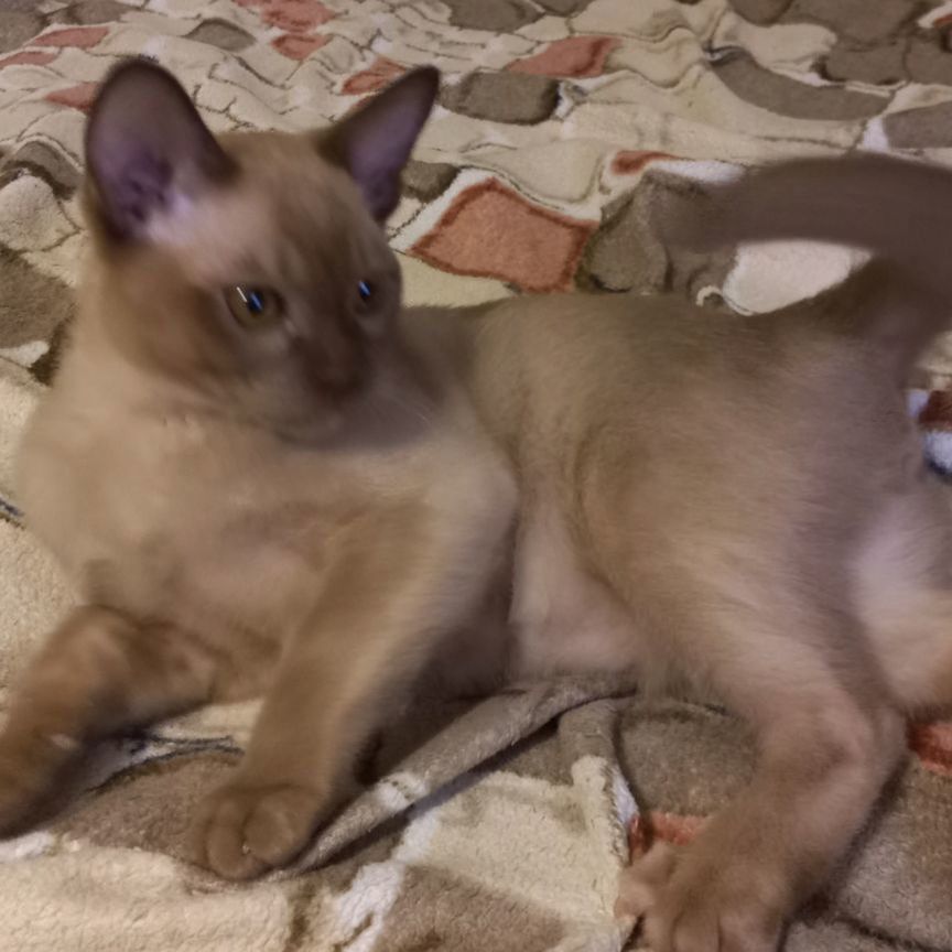 Бурманские котята