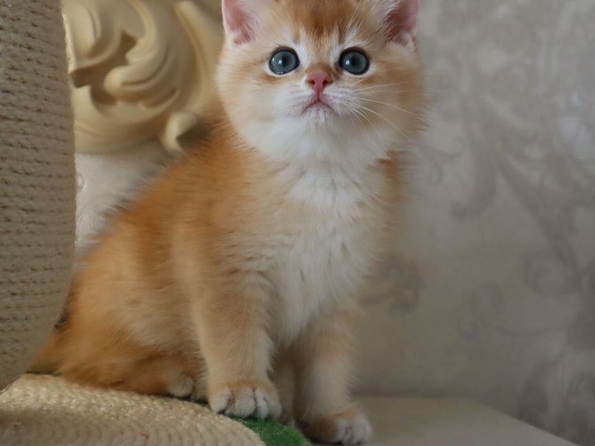 Британские котята золотая шиншилла мальчик 2м