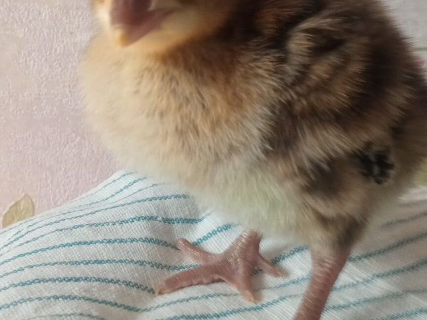 Индюшата северо- кавказская бронза