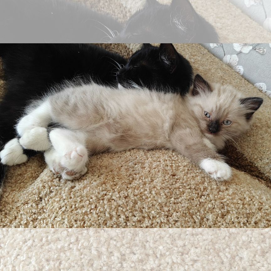 Котёнок в добрые руки