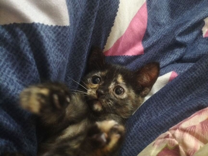 Котенок бесплатно