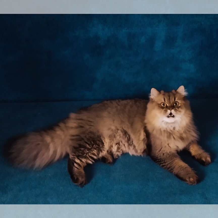 Британская кошка