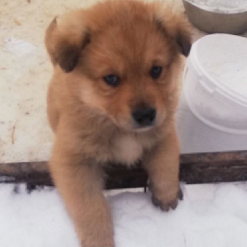 В добрые ручки